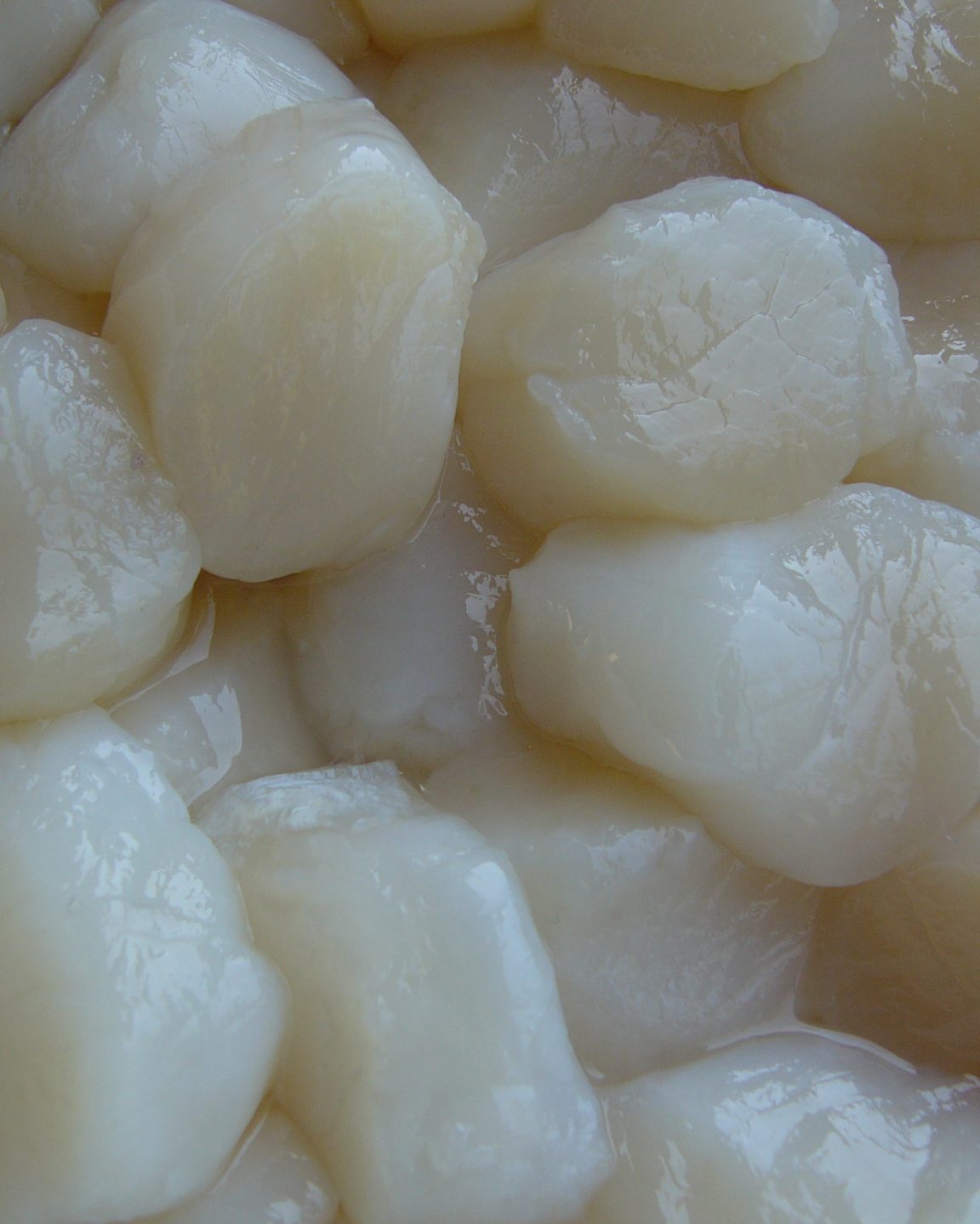 Queensland Scallops - Urangan Fisheries